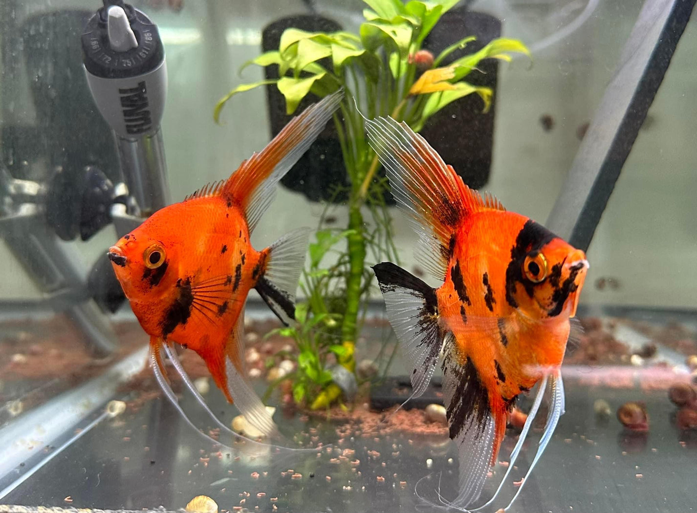 Red Devil Koi Angel Fish – MaxAquatic